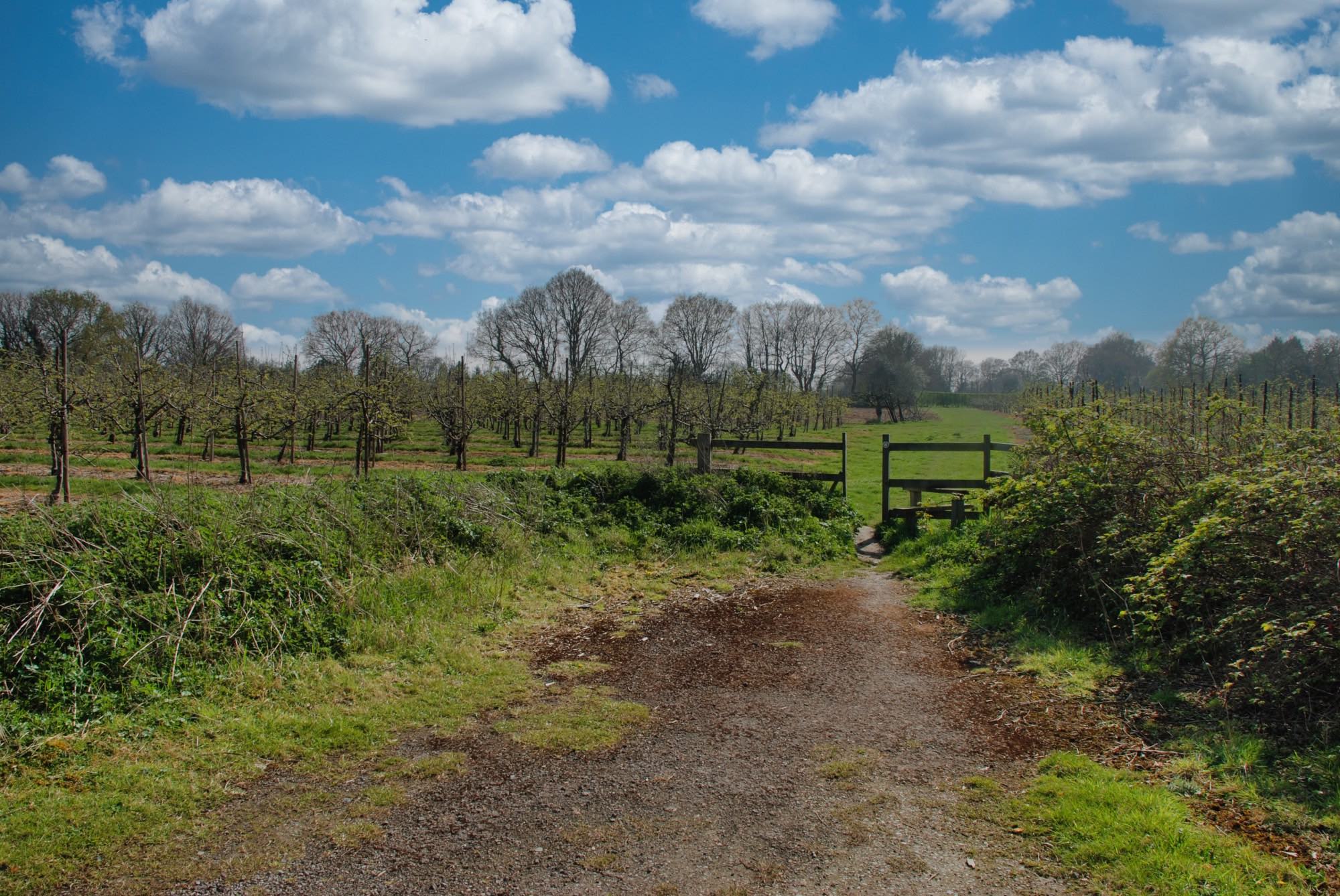 The Pembury Society | Planning for the future - Enhancing the present