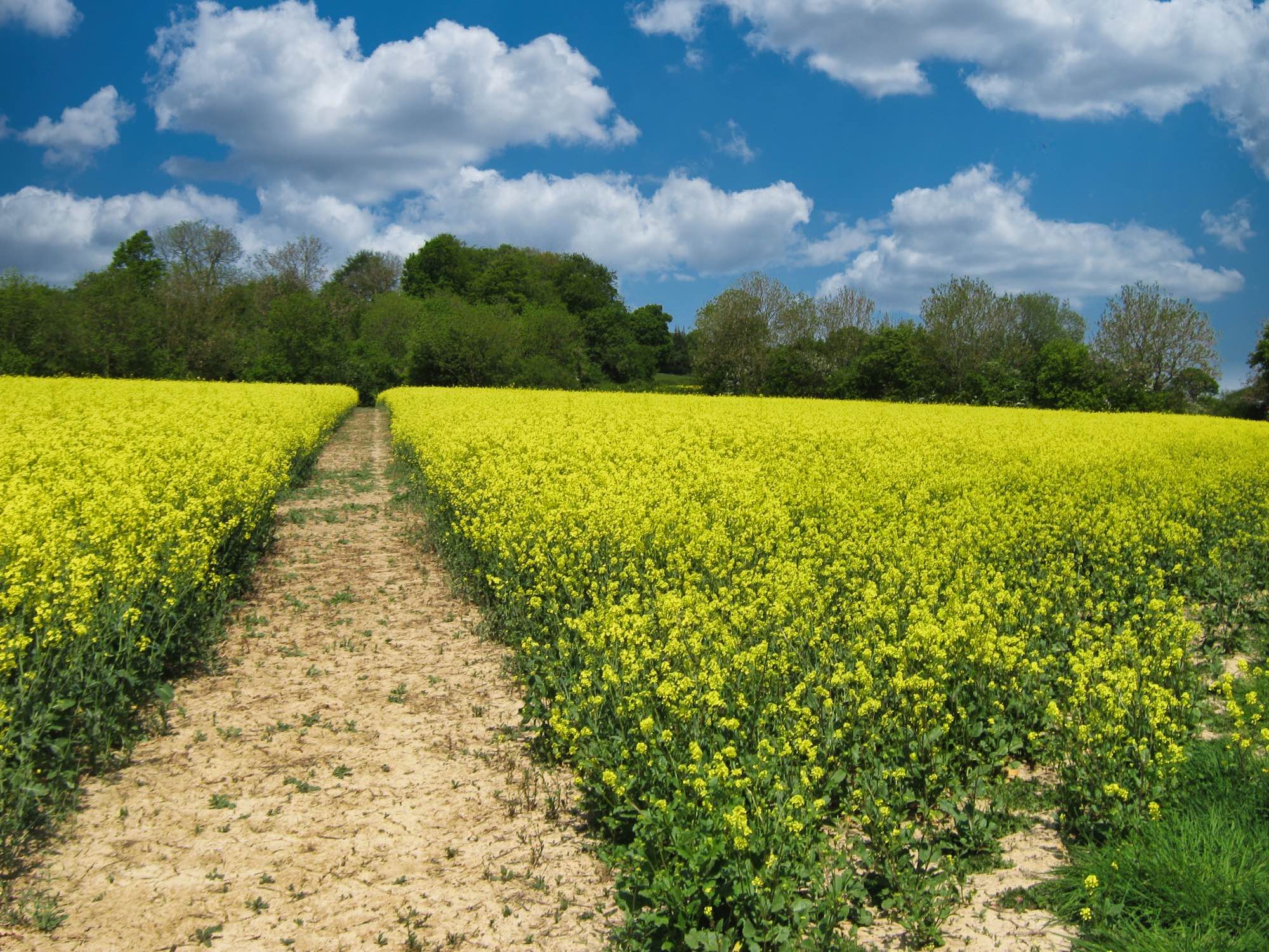 The Pembury Society | Planning for the future - Enhancing the present